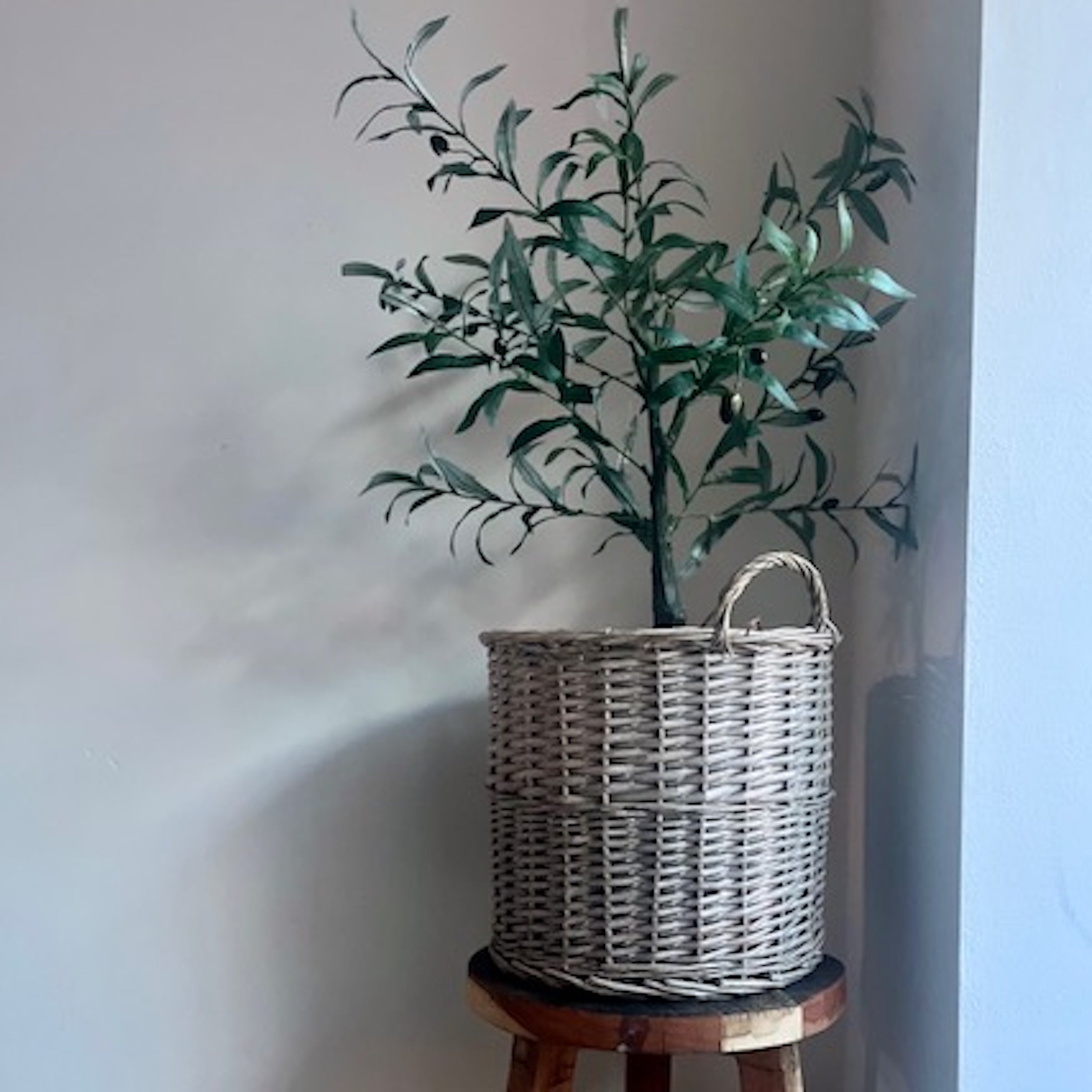 Olive Tree – Pretty White House